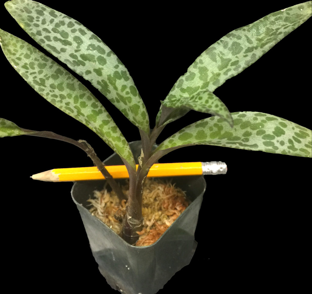 Silver Squill Leopard Lily South African droughttolerant succulent ...