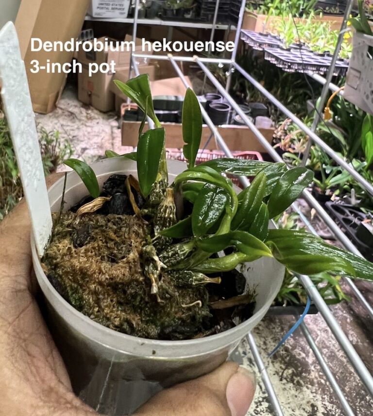 Dendrobium hekouense — miniature cute orchid species from China easy ...